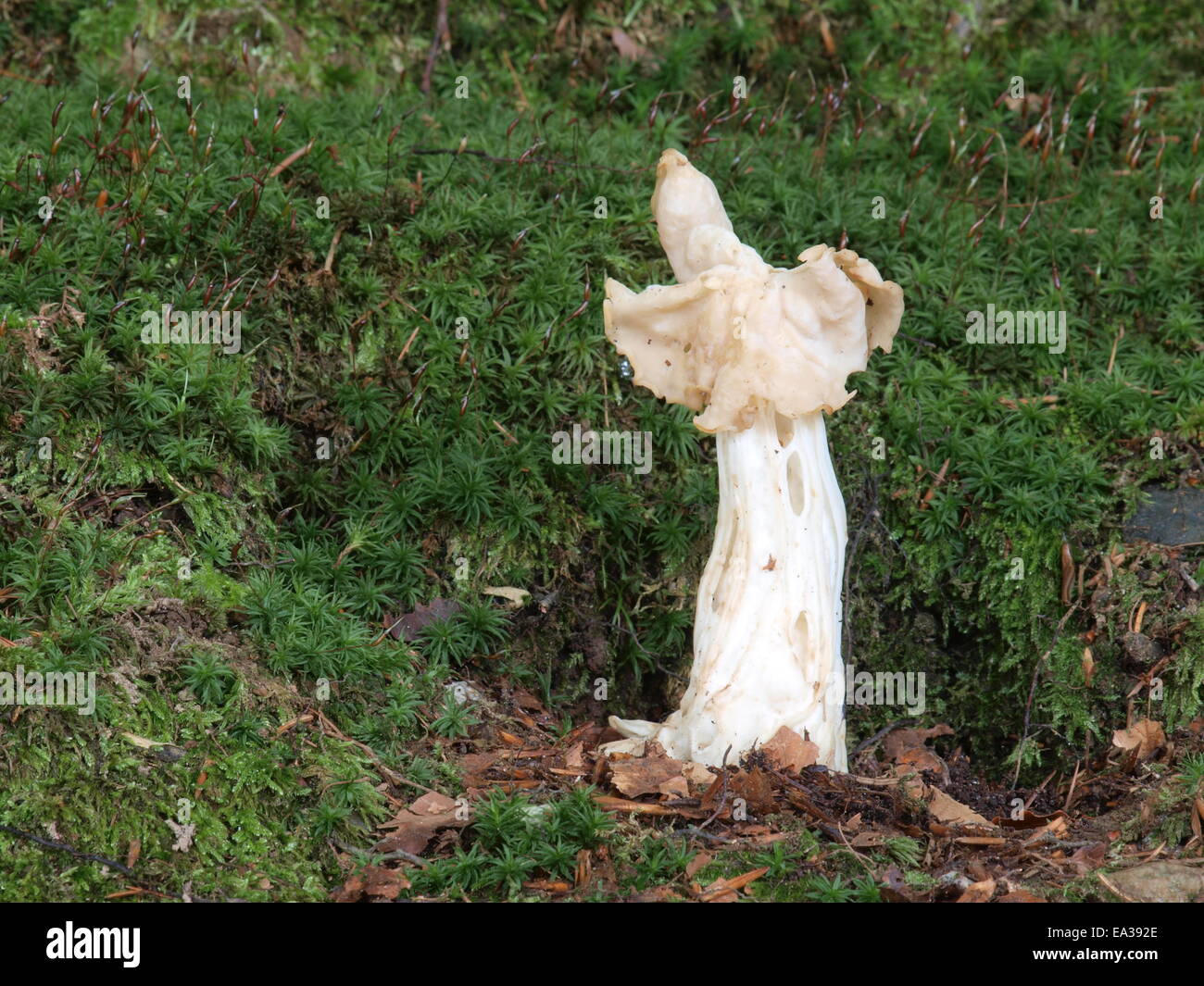 Helvella pithyophila -Fotos und -Bildmaterial in hoher Auflösung – Alamy