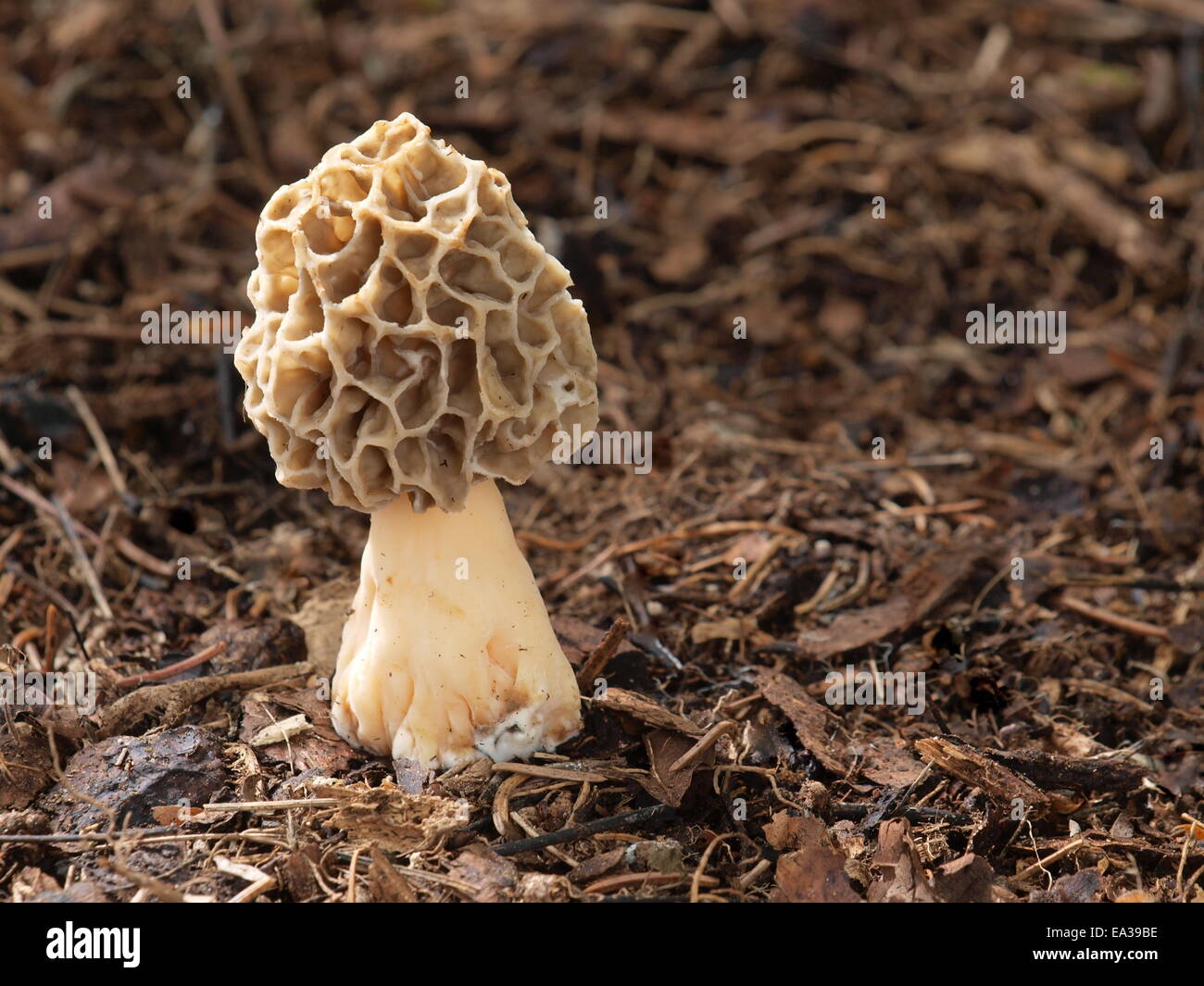 Molly moocher -Fotos und -Bildmaterial in hoher Auflösung – Alamy