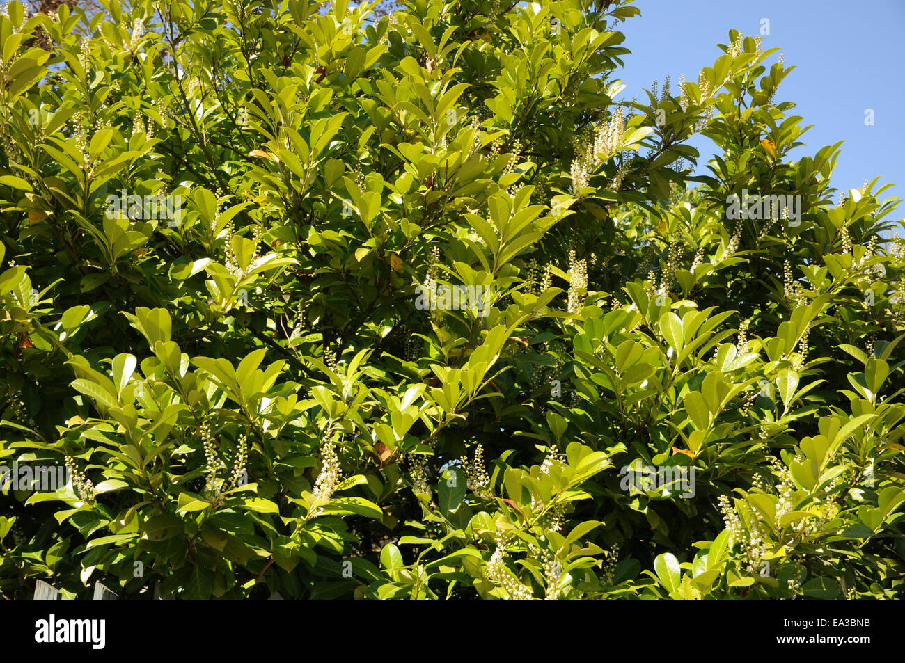 Kirschlorbeer garten -Fotos und -Bildmaterial in hoher Auflösung – Alamy