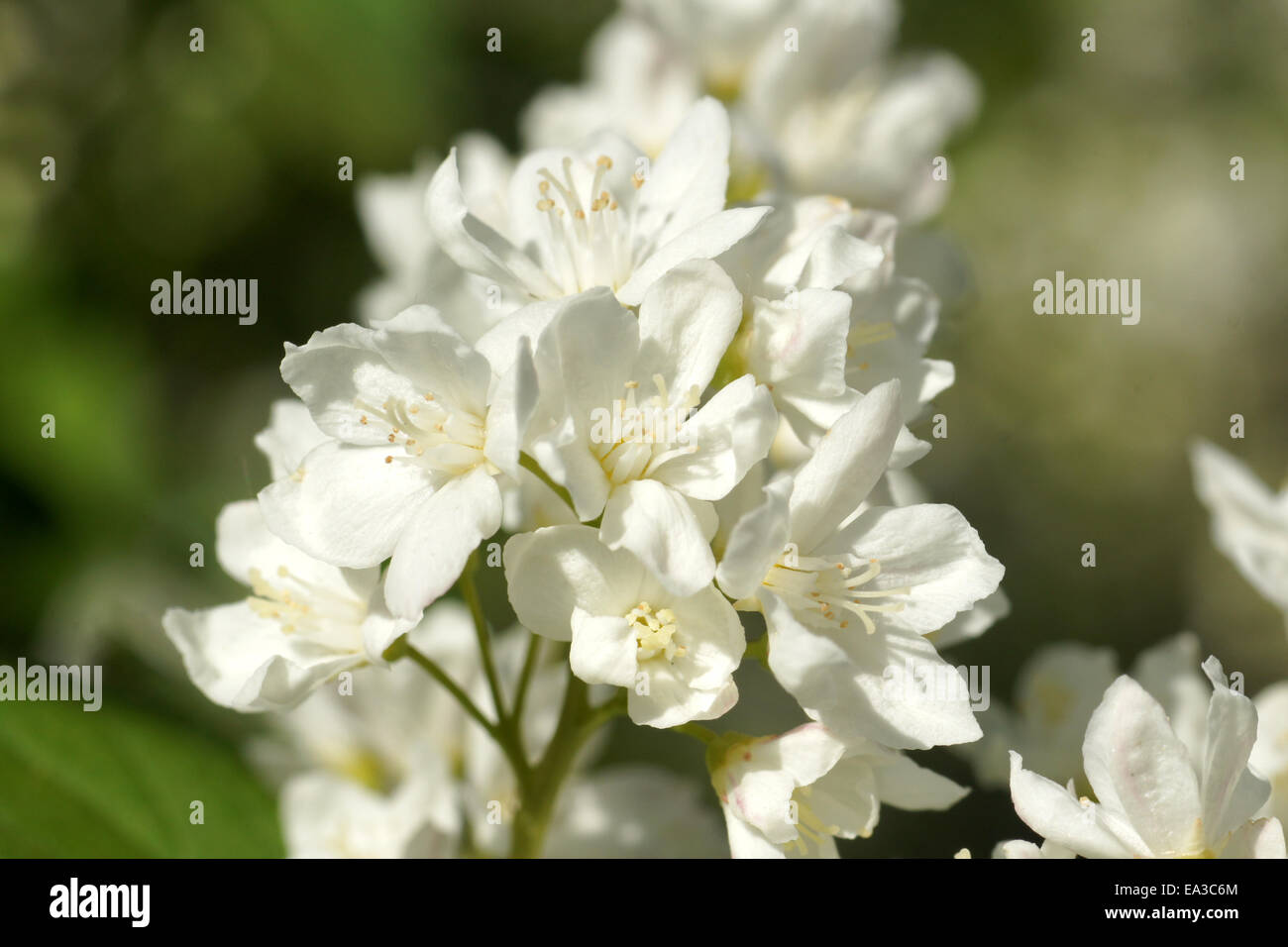 Zierliche deutzie -Fotos und -Bildmaterial in hoher Auflösung – Alamy
