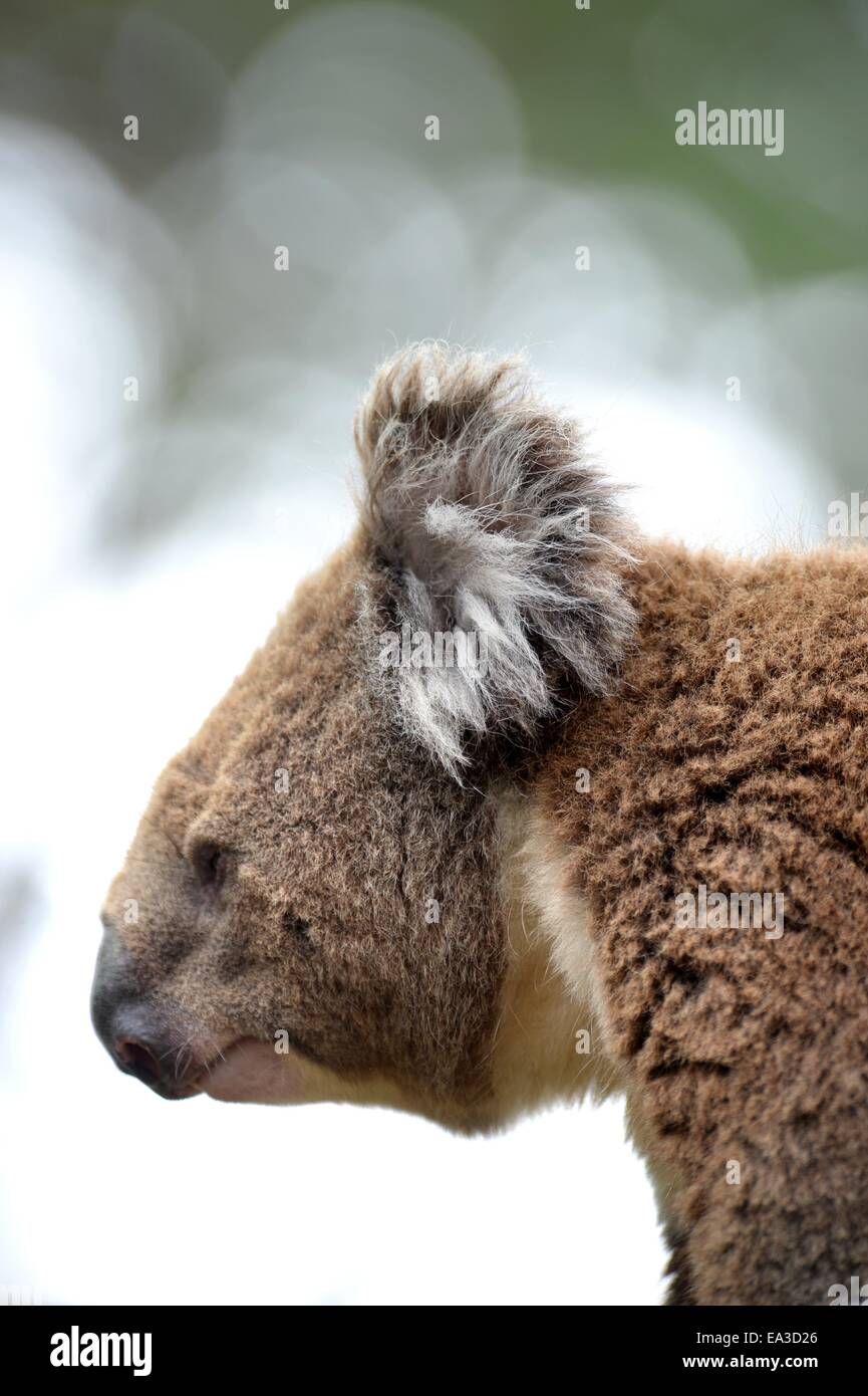 Koala lebensraum -Fotos und -Bildmaterial in hoher Auflösung – Alamy