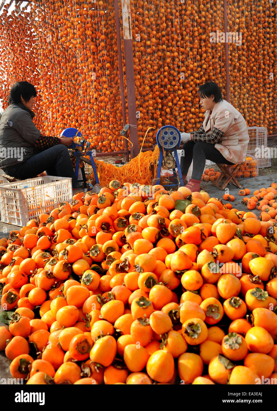 Fuping, China Shaanxi Provinz. 6. November 2014. Bauern Schale Kaki in ...
