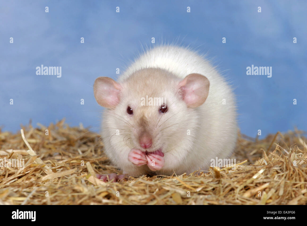 Eine ratte essen -Fotos und -Bildmaterial in hoher Auflösung – Alamy
