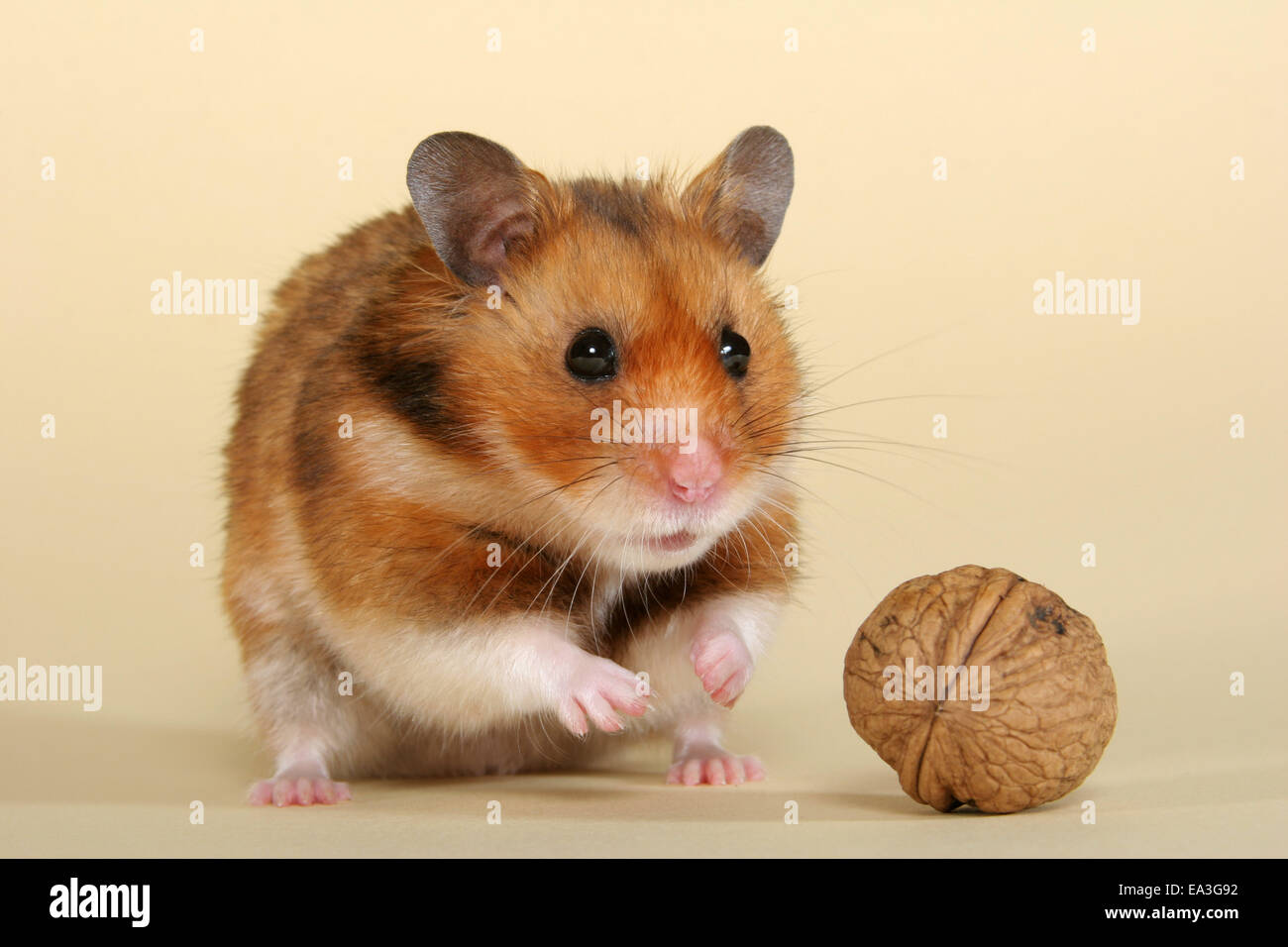 Golden hamster -Fotos und -Bildmaterial in hoher Auflösung – Alamy
