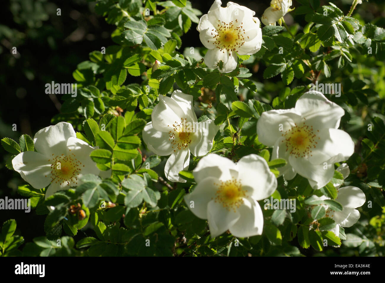 Field rose -Fotos und -Bildmaterial in hoher Auflösung – Alamy