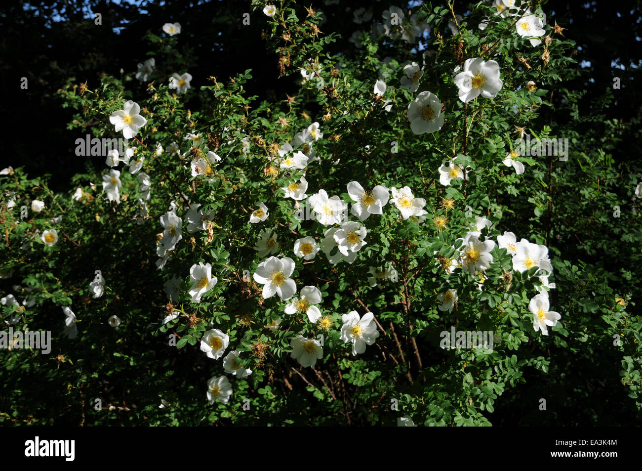 Field rose -Fotos und -Bildmaterial in hoher Auflösung – Alamy