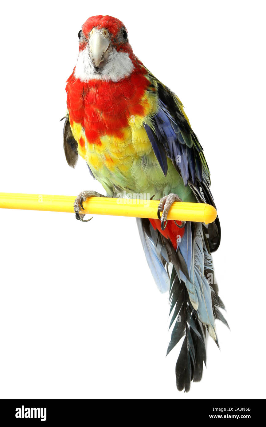 Papagei freigestellt -Fotos und -Bildmaterial in hoher Auflösung – Alamy