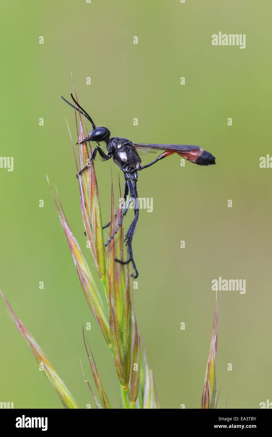 Red Banded Sand Wasp Ammophila Sabulosa Stockfotos und -bilder Kaufen ...