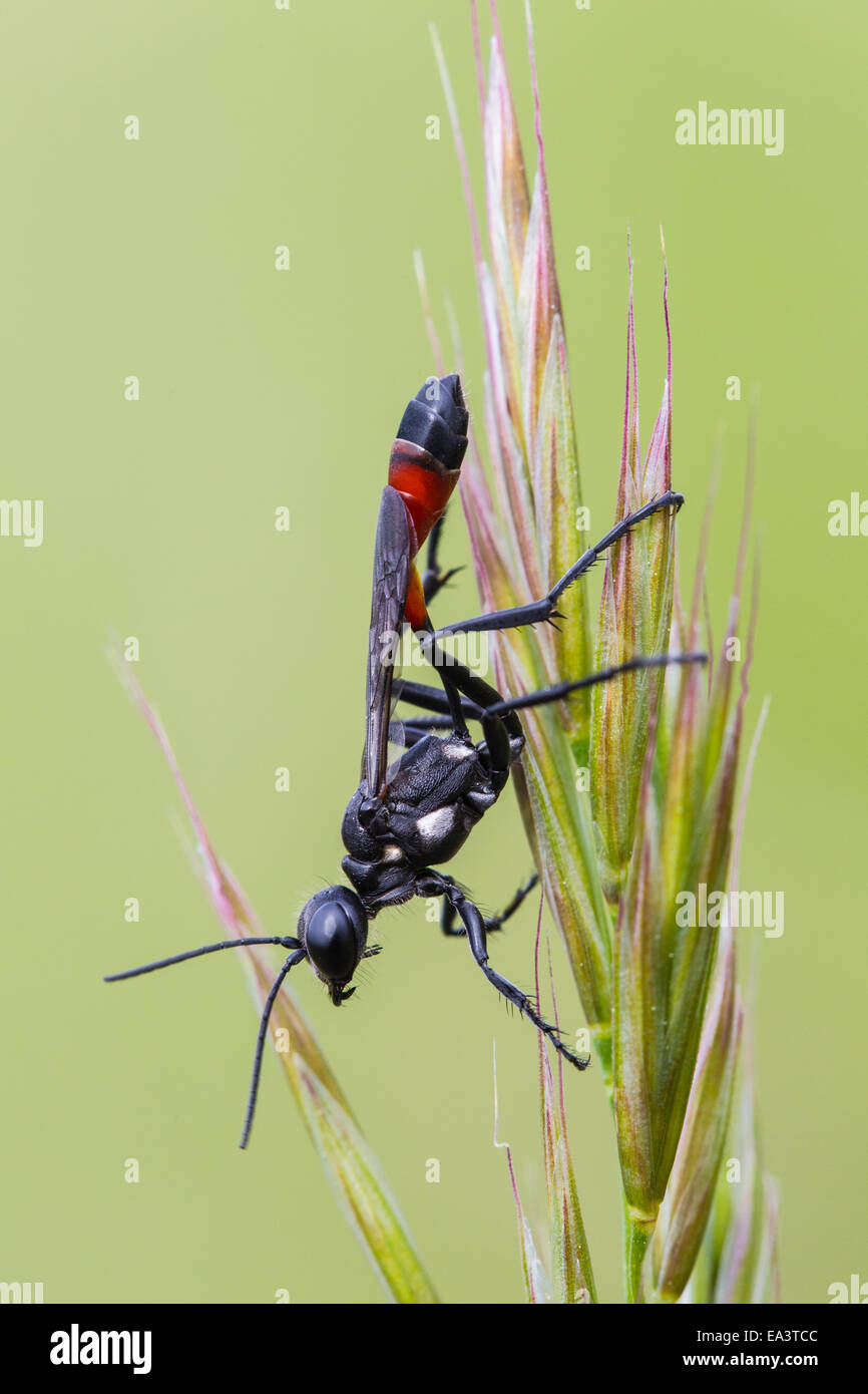 Red Banded Sand Wasp Ammophila Sabulosa Stockfotos und -bilder Kaufen ...