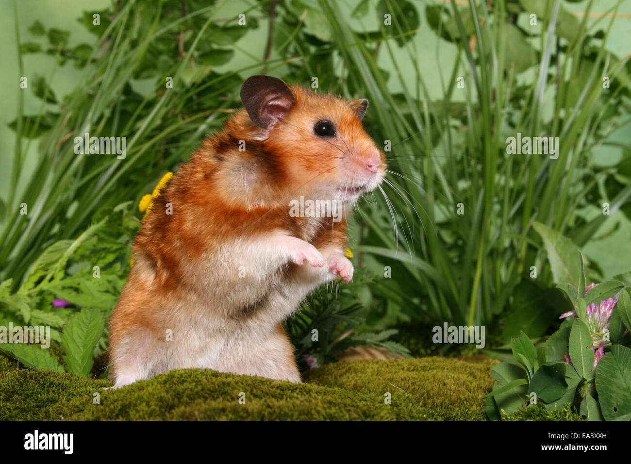 Gold hamster -Fotos und -Bildmaterial in hoher Auflösung – Alamy