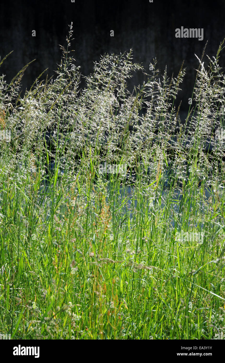 Wiesen rispengras -Fotos und -Bildmaterial in hoher Auflösung – Alamy