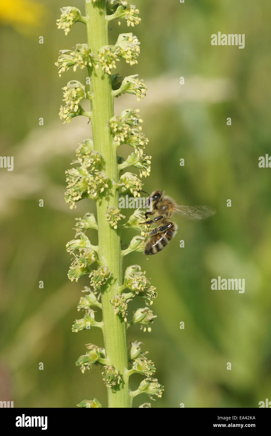 Mignonetten -Fotos und -Bildmaterial in hoher Auflösung – Alamy