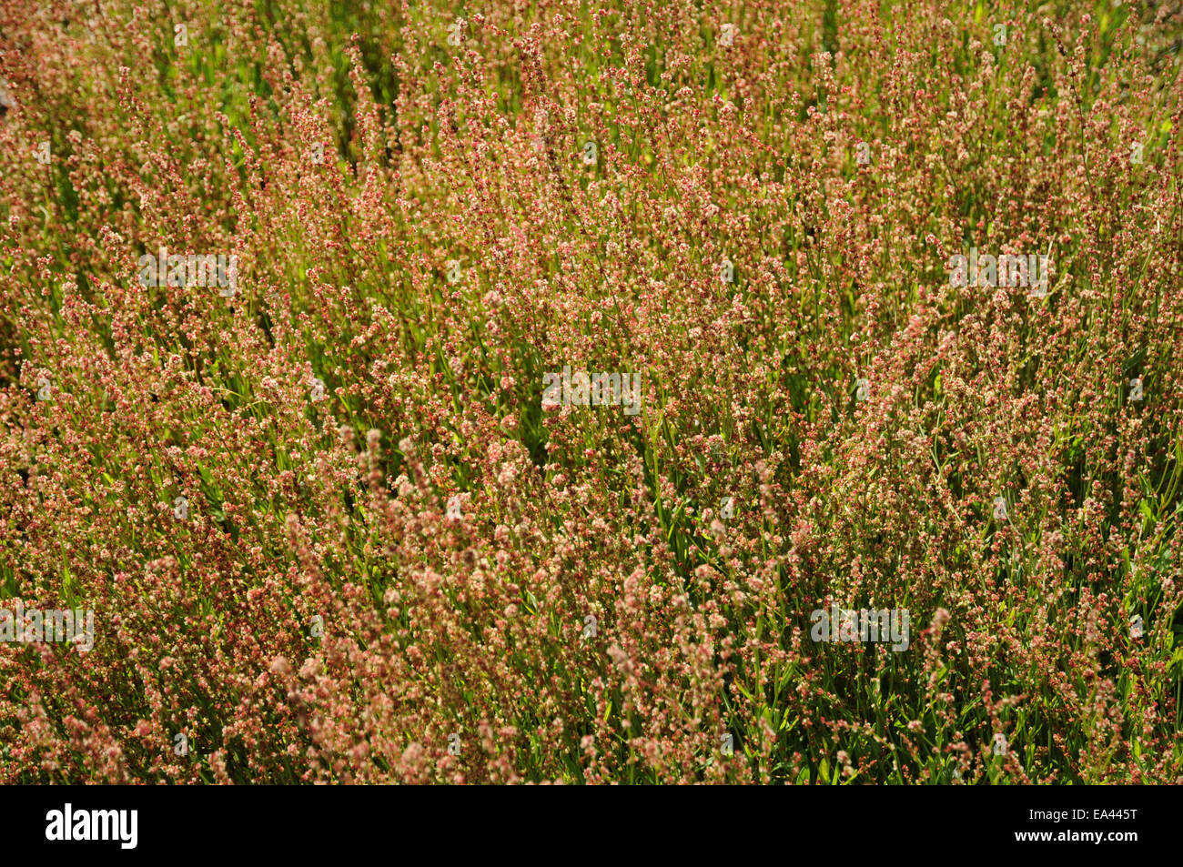 Roter sauerampfer -Fotos und -Bildmaterial in hoher Auflösung – Alamy