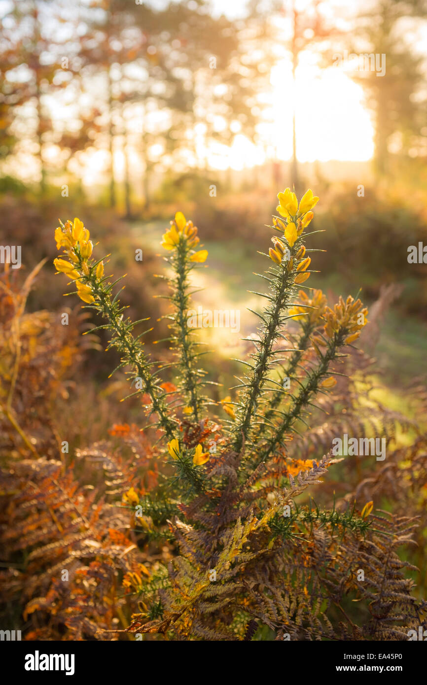 Stechginster blumenstrauch -Fotos und -Bildmaterial in hoher Auflösung ...