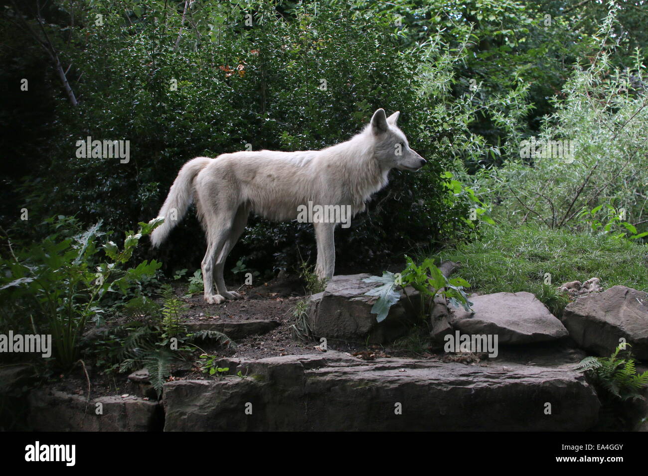 Hudson Bay Wolf (Canis Lupus Hudsonicus), eng verwandt mit der ...