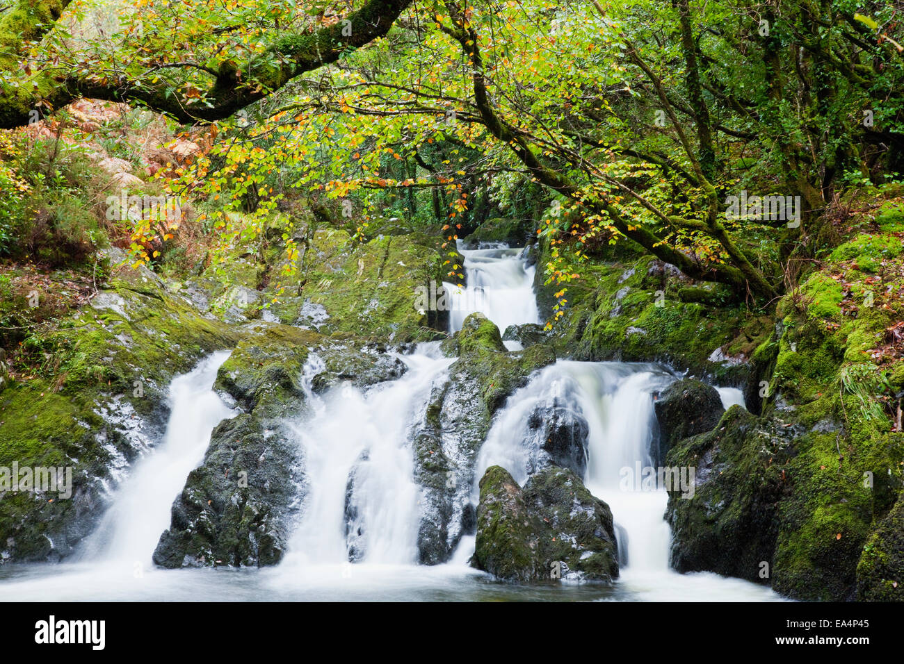 Ein Wasserfall in Glengarriff Wald im Herbst; County Cork, Irland ...