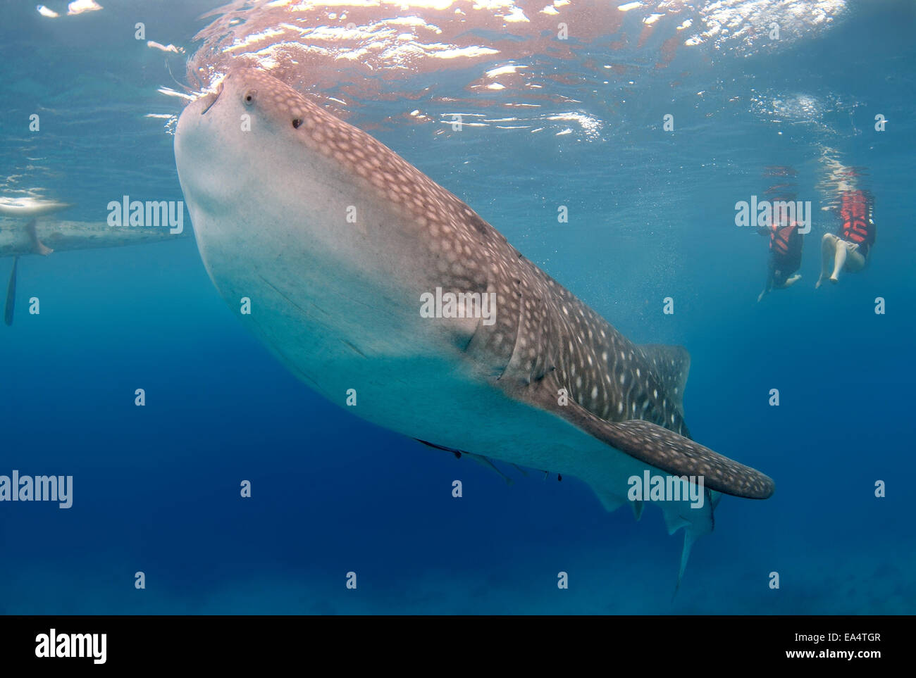 Walhai (Rhincodon Typus) Bohol Sea, Oslob, Cebu, Philippinen ...