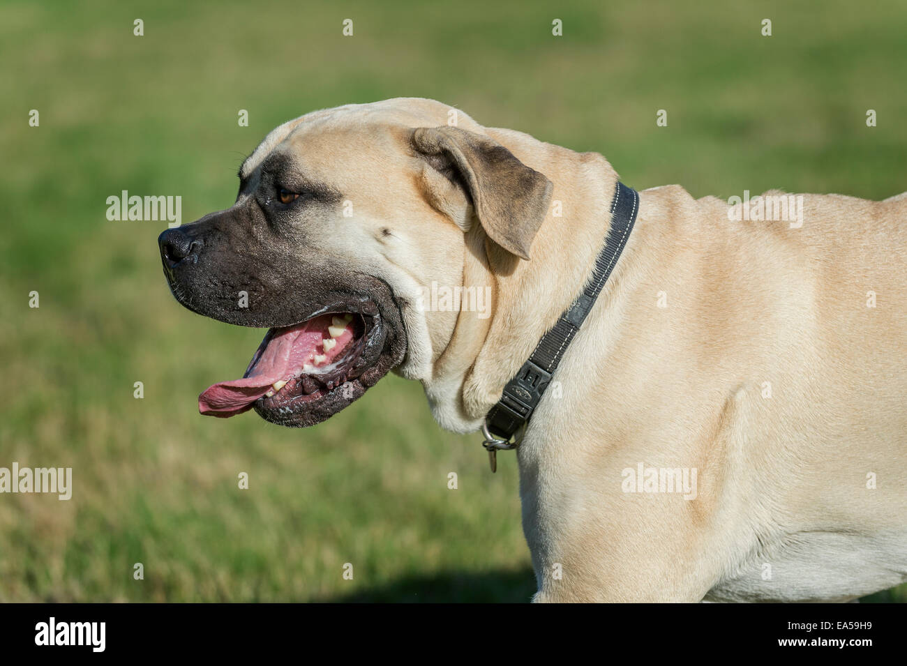 South african boerboel -Fotos und -Bildmaterial in hoher Auflösung – Alamy