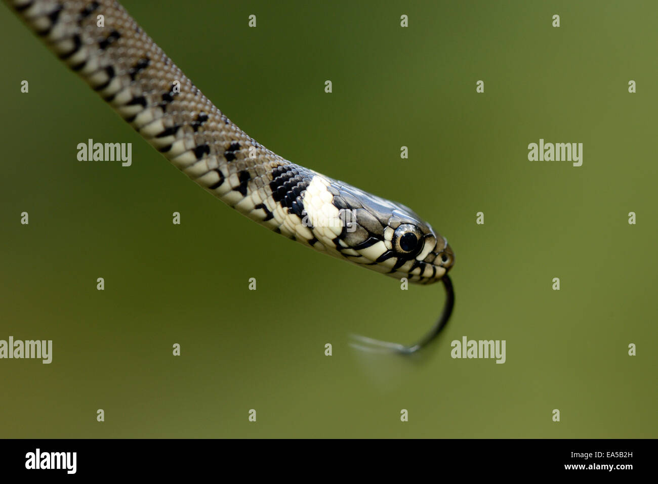 Ringelnatter, Natrix natrix Stockfotografie - Alamy