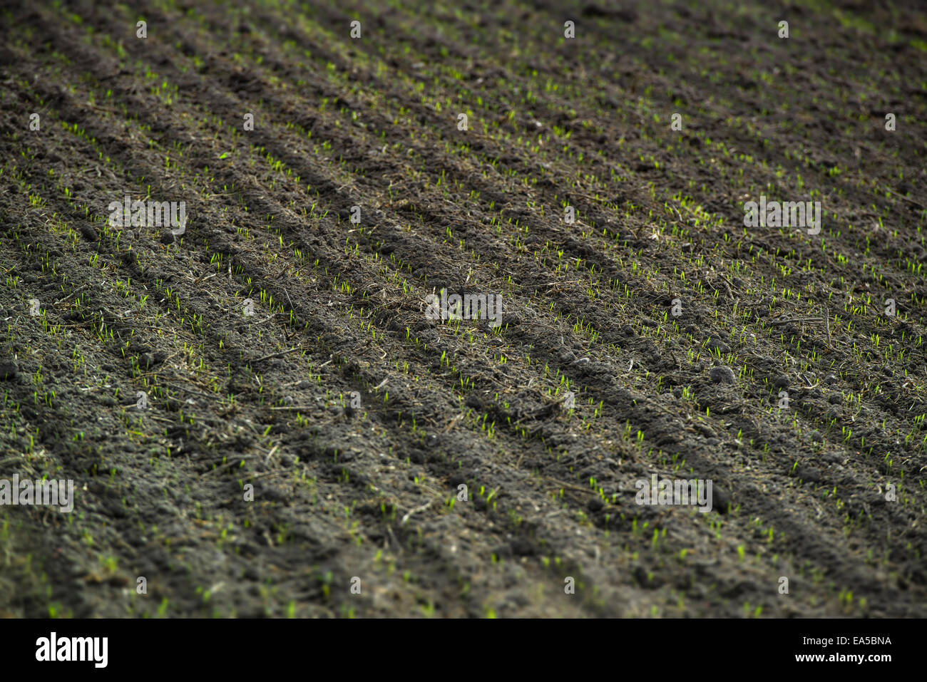 Diagonale furchen Stockfotos und -bilder Kaufen - Alamy