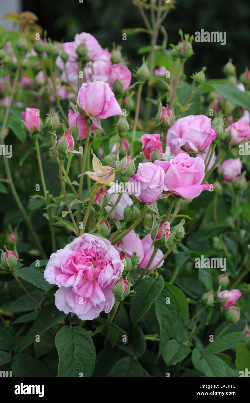 Provence rose -Fotos und -Bildmaterial in hoher Auflösung – Alamy