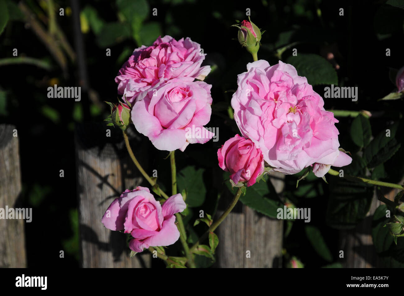 Provence rose -Fotos und -Bildmaterial in hoher Auflösung – Alamy