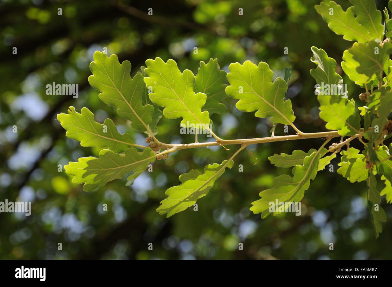 Die flaumeiche -Fotos und -Bildmaterial in hoher Auflösung – Alamy