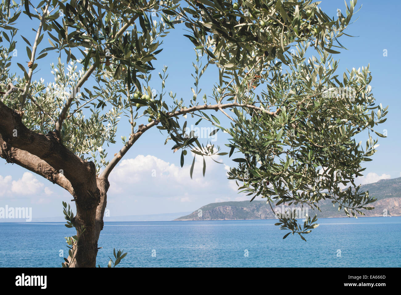 Olivenbaum am Strand. Blauer Himmel Stockfotografie - Alamy