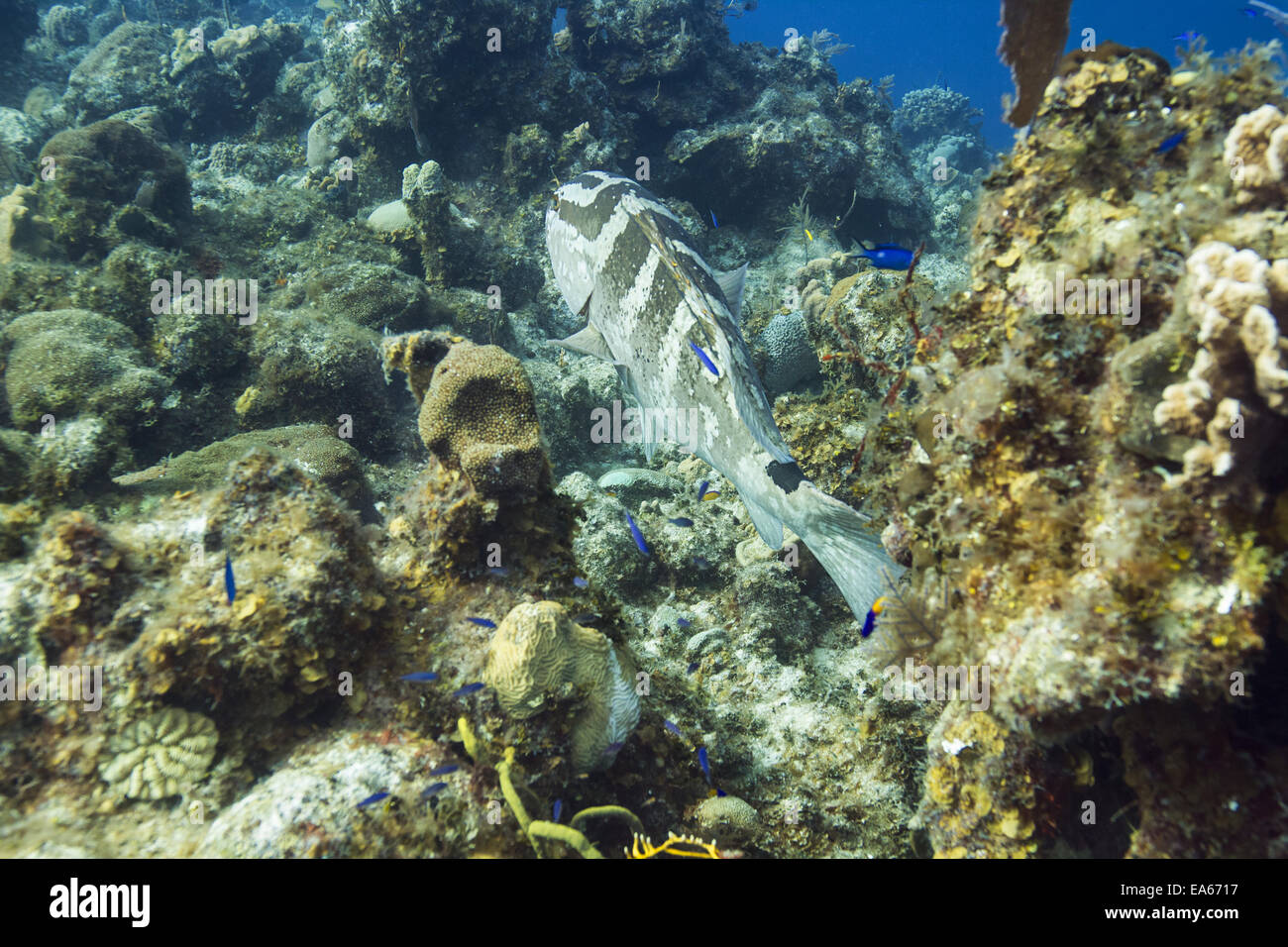 Nassau grouper -Fotos und -Bildmaterial in hoher Auflösung – Alamy