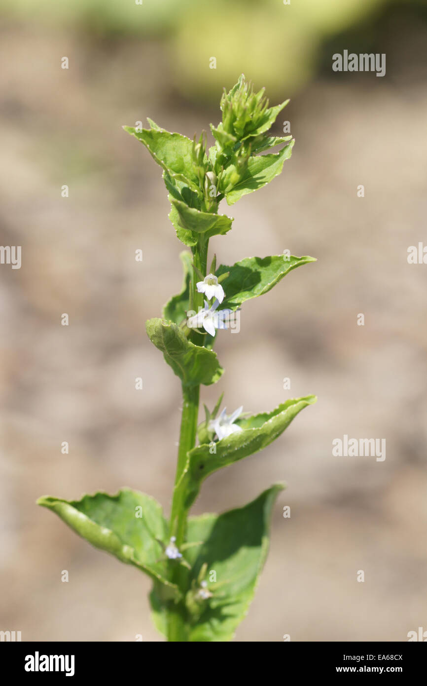 Indische tabakblumen -Fotos und -Bildmaterial in hoher Auflösung – Alamy
