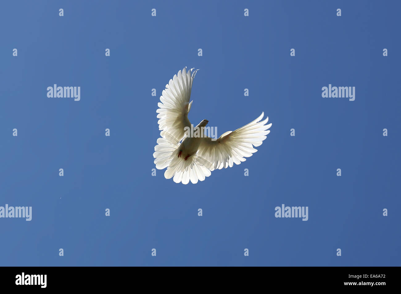 Flying dove -Fotos und -Bildmaterial in hoher Auflösung – Alamy