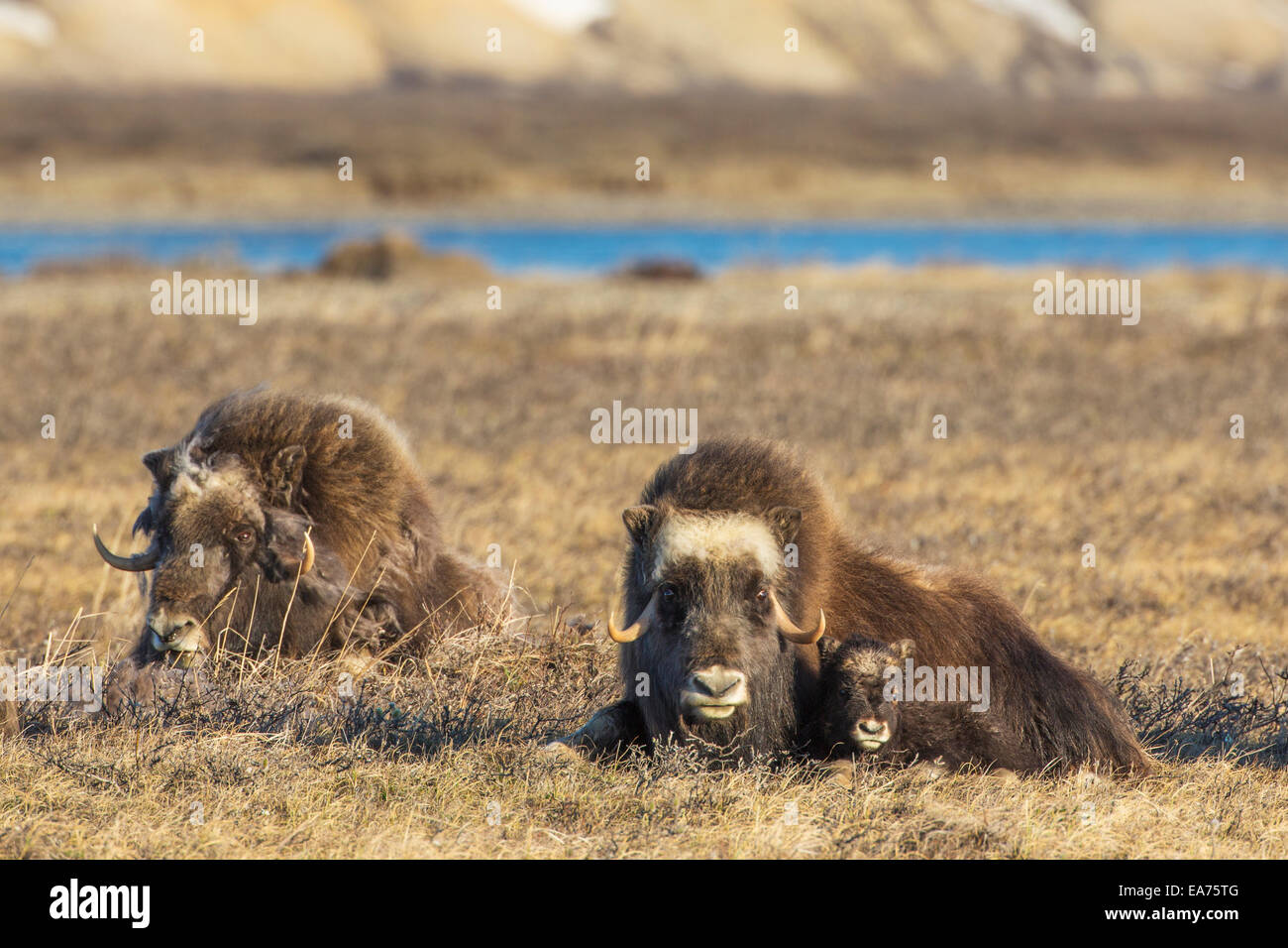 Moschusochsenfamilie In Der Tundra Stockfotos und -bilder Kaufen - Alamy