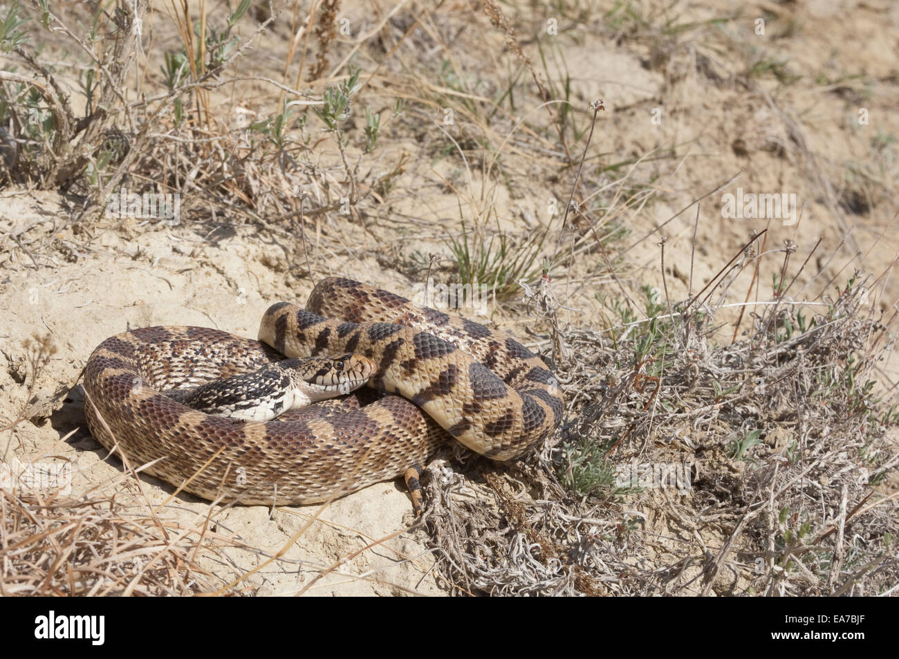 Oregon bull snake -Fotos und -Bildmaterial in hoher Auflösung – Alamy