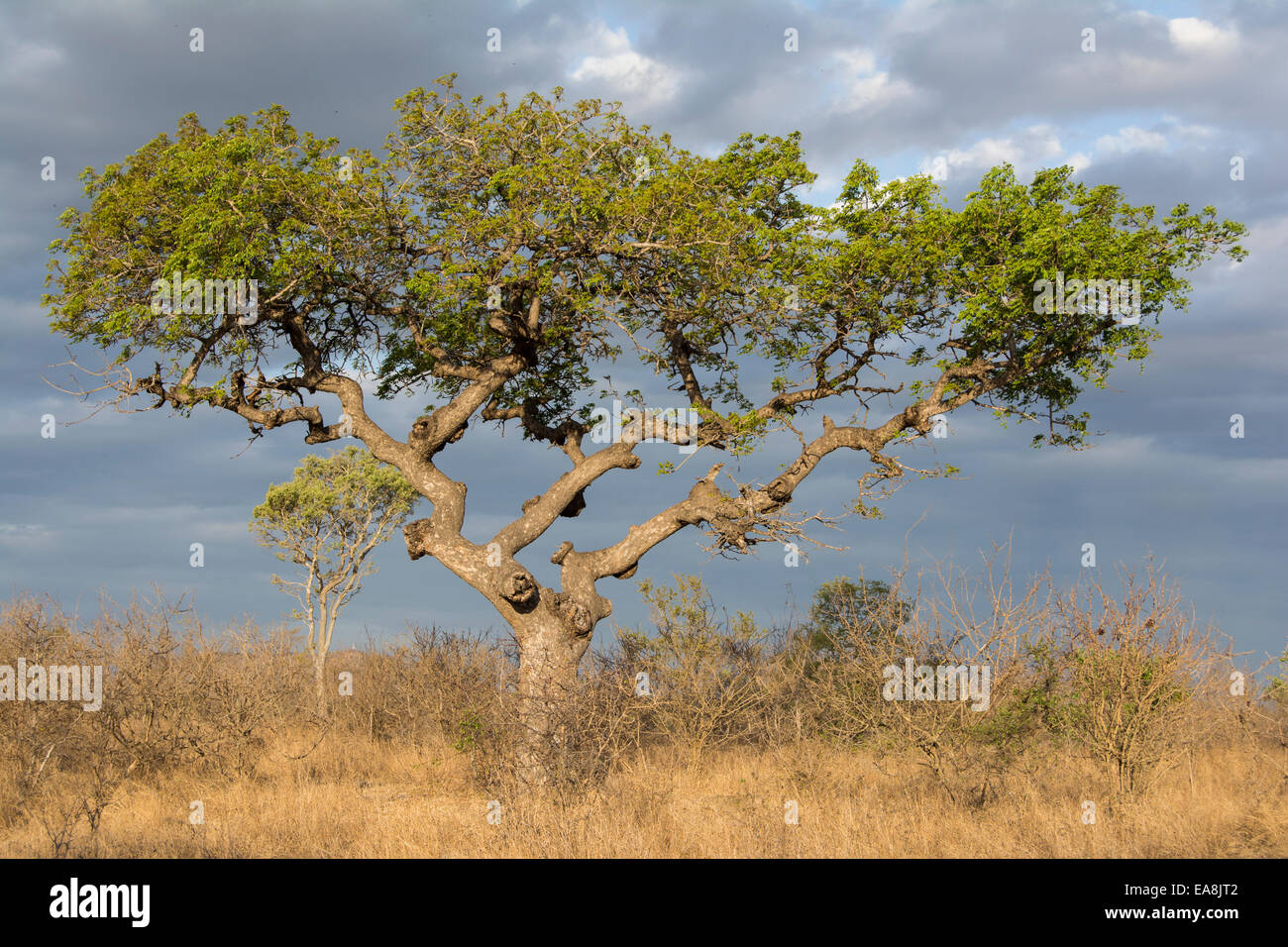 Marula Tree Stockfotos und -bilder Kaufen - Alamy