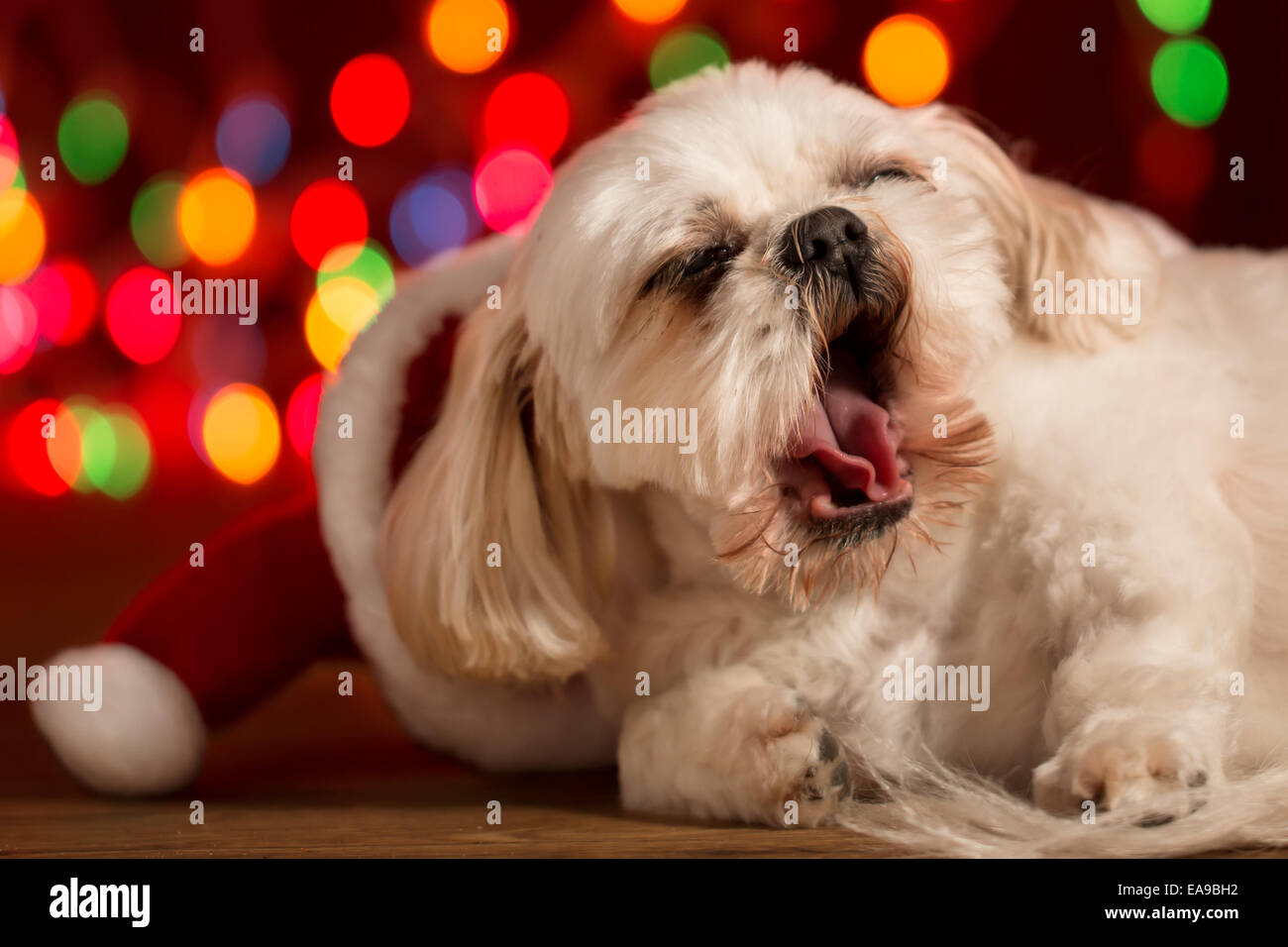 Hund mit rotem hut und lichtern -Fotos und -Bildmaterial in hoher ...