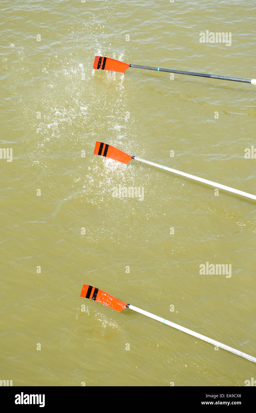 Rudern skullen -Fotos und -Bildmaterial in hoher Auflösung – Alamy