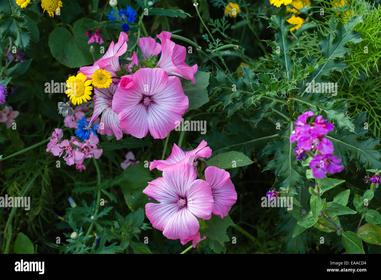 Verschiedene wilde Blumen auf einer Wiese Stockfotografie - Alamy