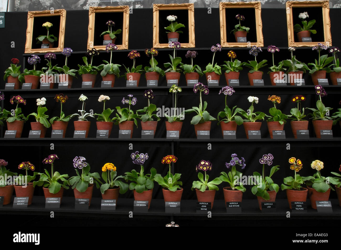 Show auricula -Fotos und -Bildmaterial in hoher Auflösung – Alamy
