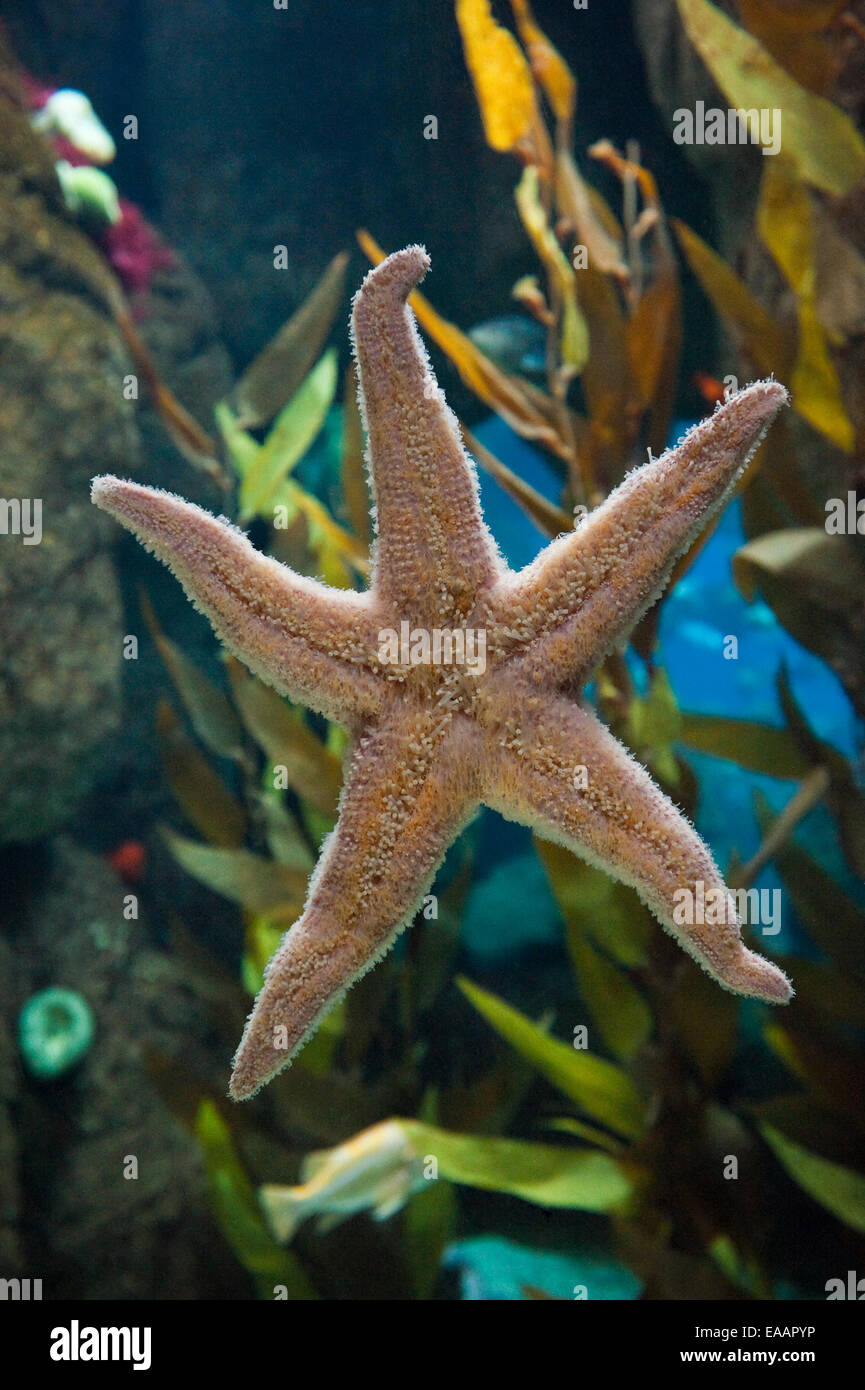 Gemeinsamer tank -Fotos und -Bildmaterial in hoher Auflösung – Alamy