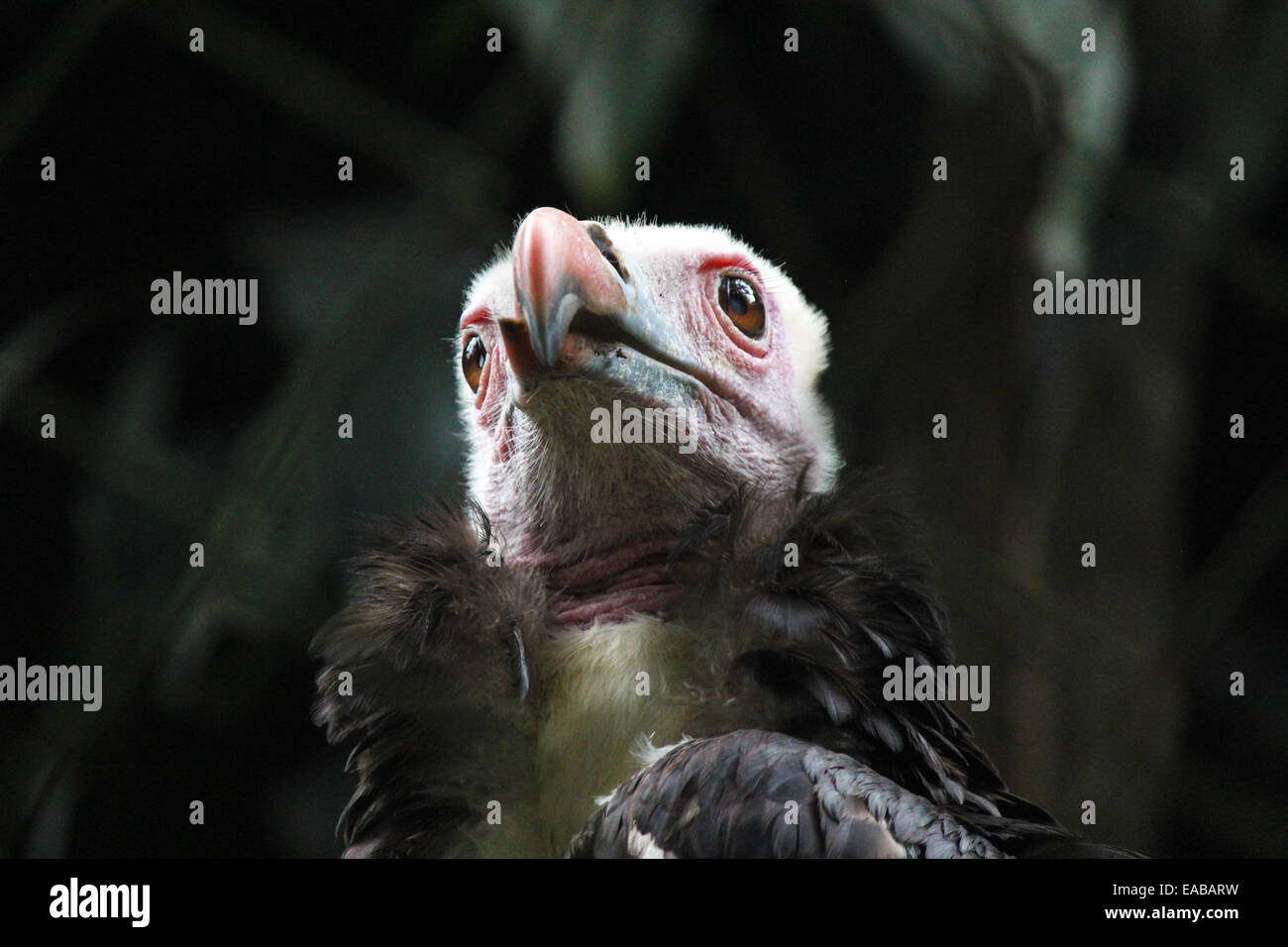 Geier schnabel hautnah -Fotos und -Bildmaterial in hoher Auflösung – Alamy