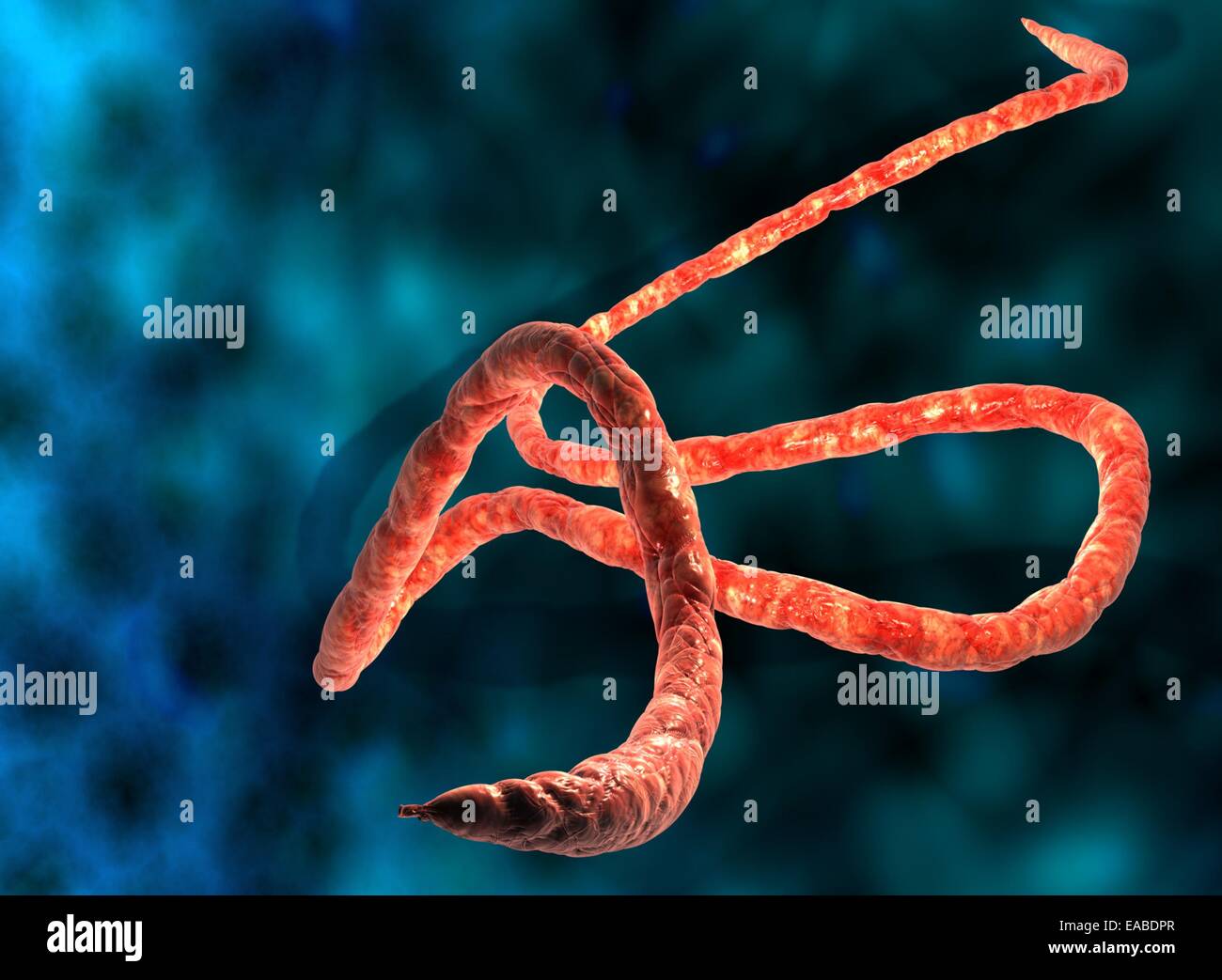 Ebola virus microscope -Fotos und -Bildmaterial in hoher Auflösung – Alamy