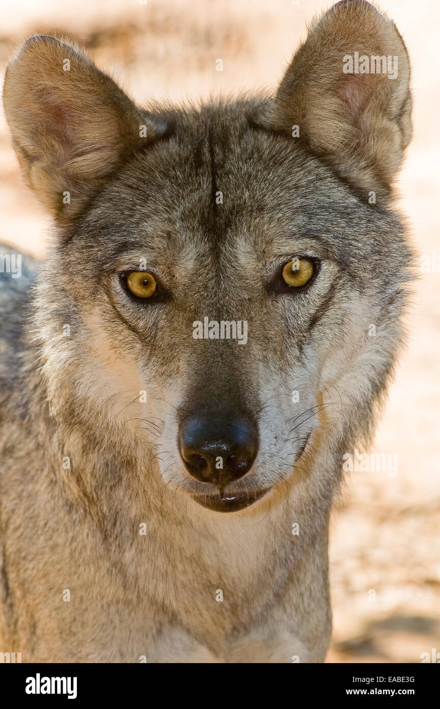 Israeli wolf -Fotos und -Bildmaterial in hoher Auflösung – Alamy