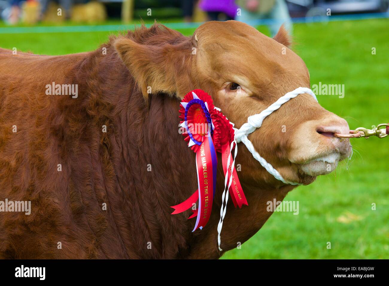 Roter Bulle Stockfotos und -bilder Kaufen - Alamy