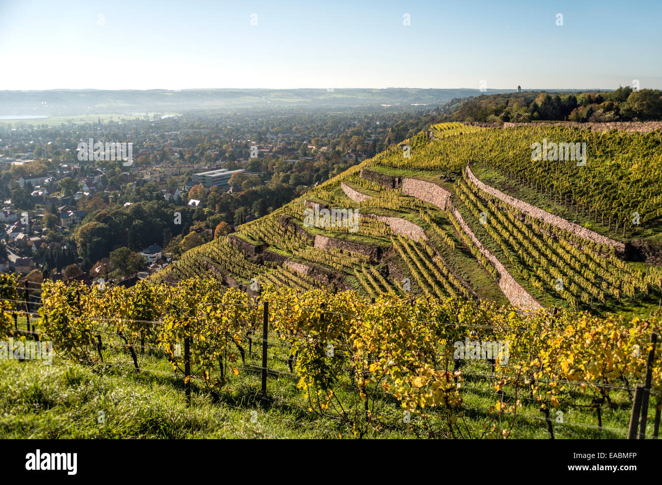Radebeul Weinberge im Herbst, Elbtal, Sachsen, Deutschland ...