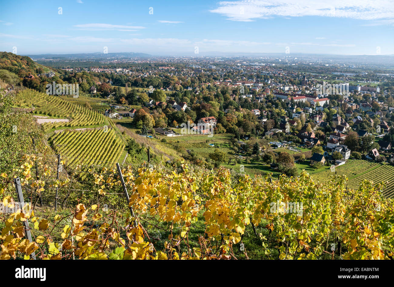Radebeul Weinberge im Herbst, Elbtal, Sachsen, Deutschland ...