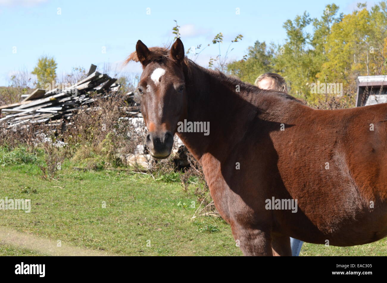 Pferd starren -Fotos und -Bildmaterial in hoher Auflösung – Alamy