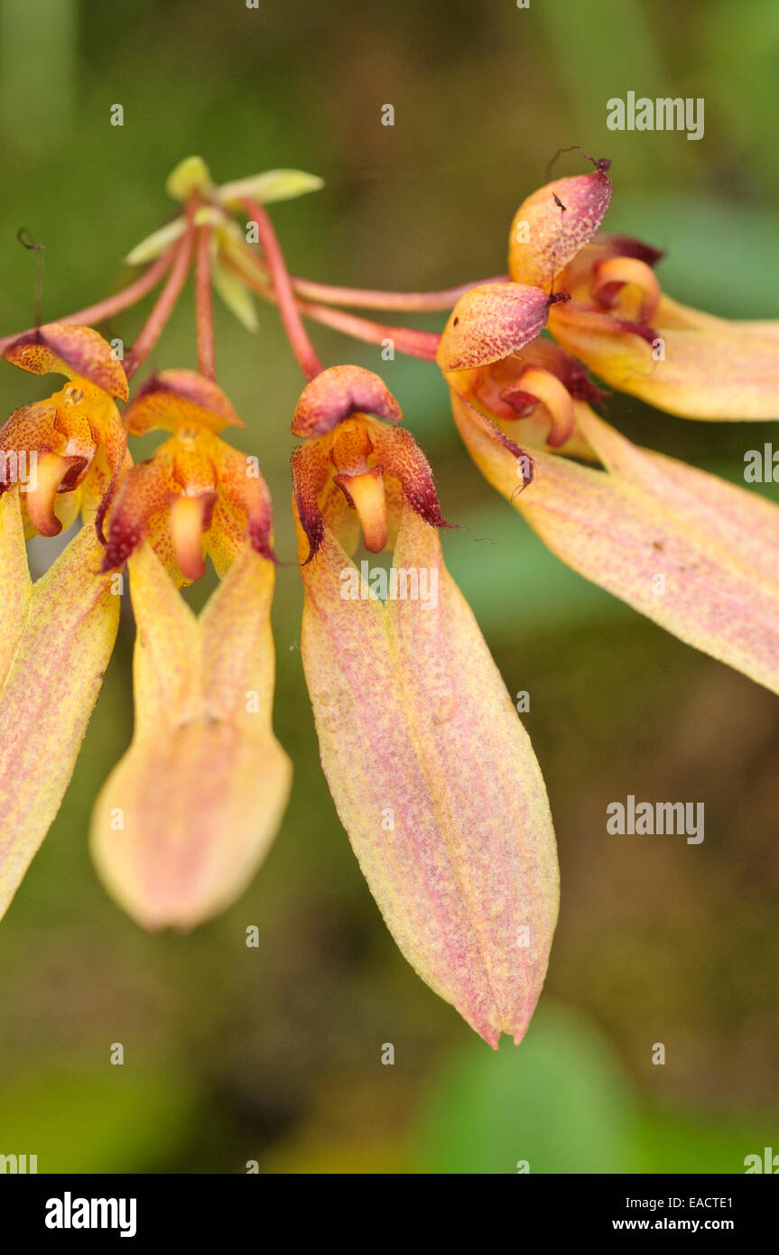Bulbophyllum arten -Fotos und -Bildmaterial in hoher Auflösung – Alamy