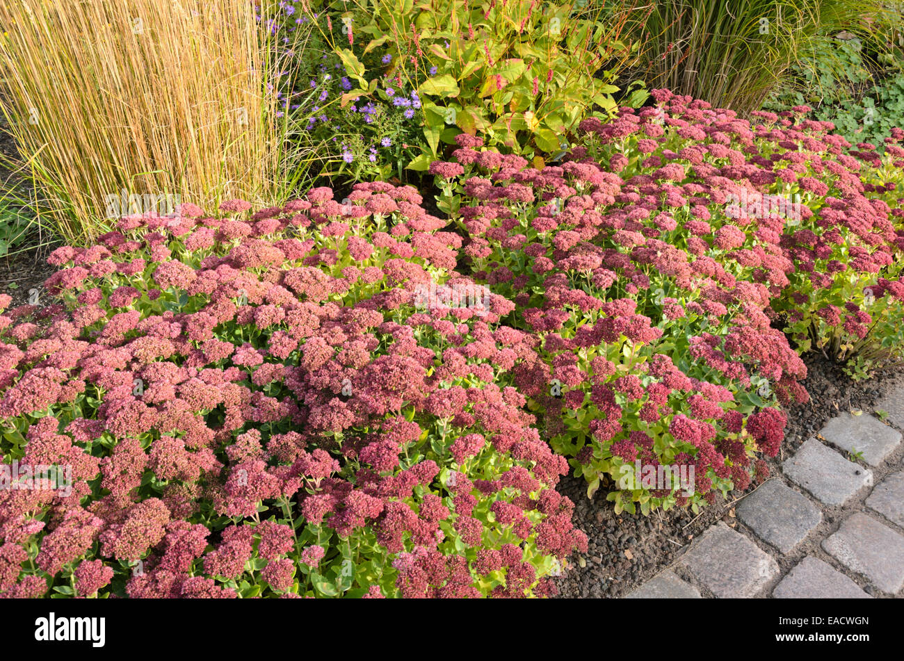 Orpine (Sedum telephium 'herbstfreude' syn. hylotelephium telephium ...