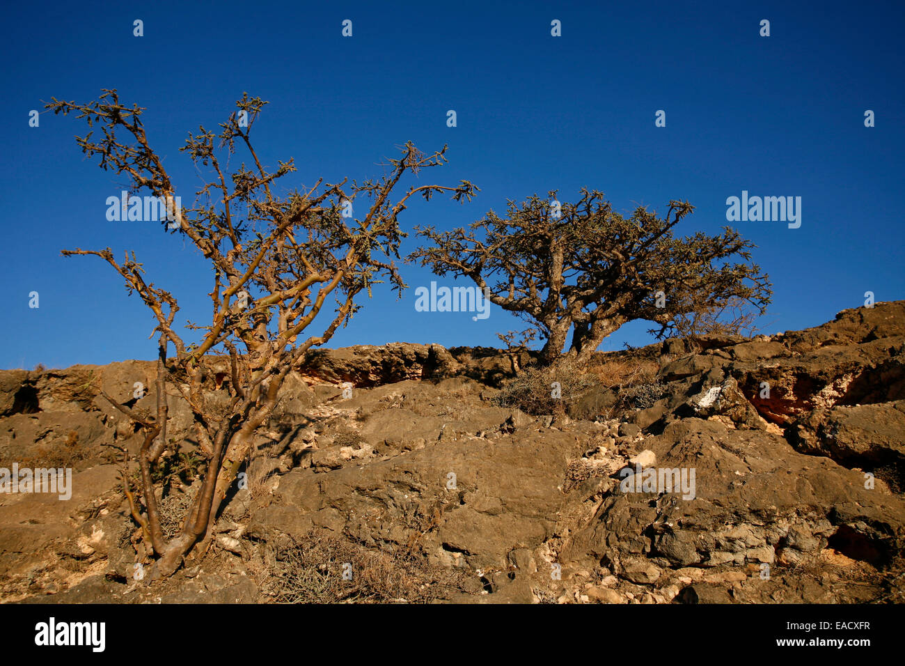 Weihrauch-Baum (Boswellia Sacra), Jabal Al Qamar, Oman Stockfotografie ...