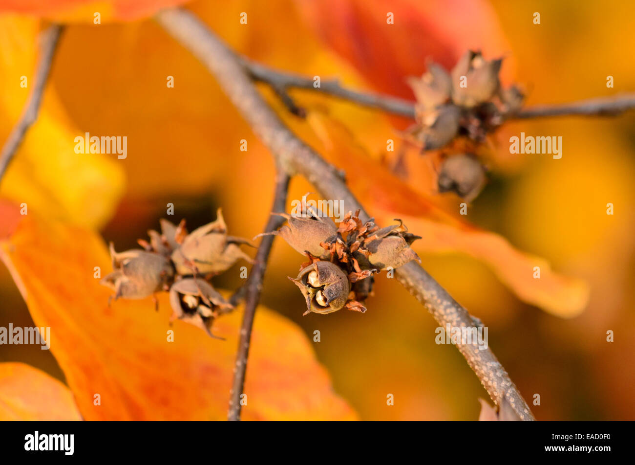 Persische farben -Fotos und -Bildmaterial in hoher Auflösung – Alamy